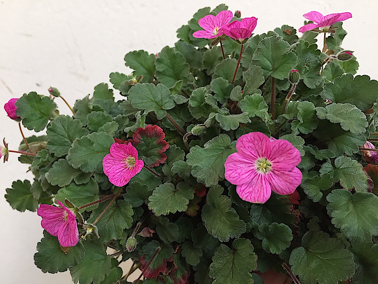 Erodium x variabile „Bishop“ (i.12 cmT.), Reiherschnabel | Stauden ...