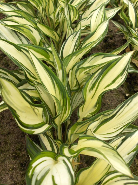 Hosta „Fireworks“ ® (i.9cmT.), Funkie | Hosta, Funkie | Stauden | Duft ...