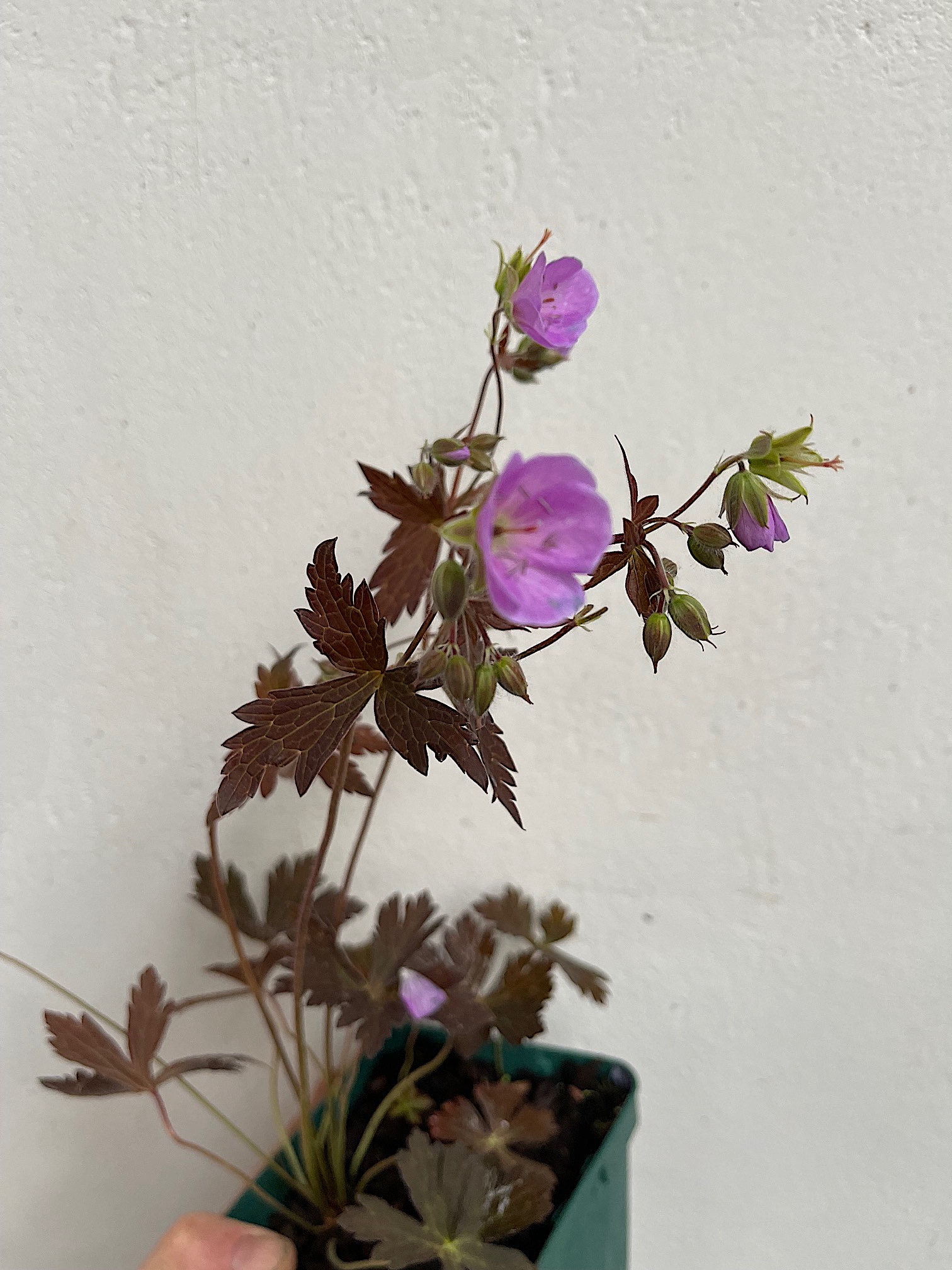 Geranium maculatum. „Elisabeth Ann“® (i.12cmT.), Schoko Storchschnabel ...