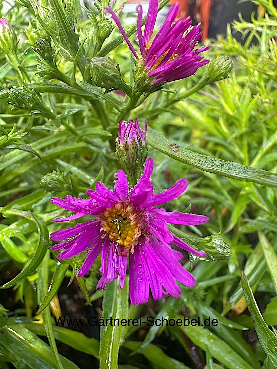 Aster dumosus „Peter Harrison“ (i.10cmT.),kurz- kirsch rosa mit gelber ...