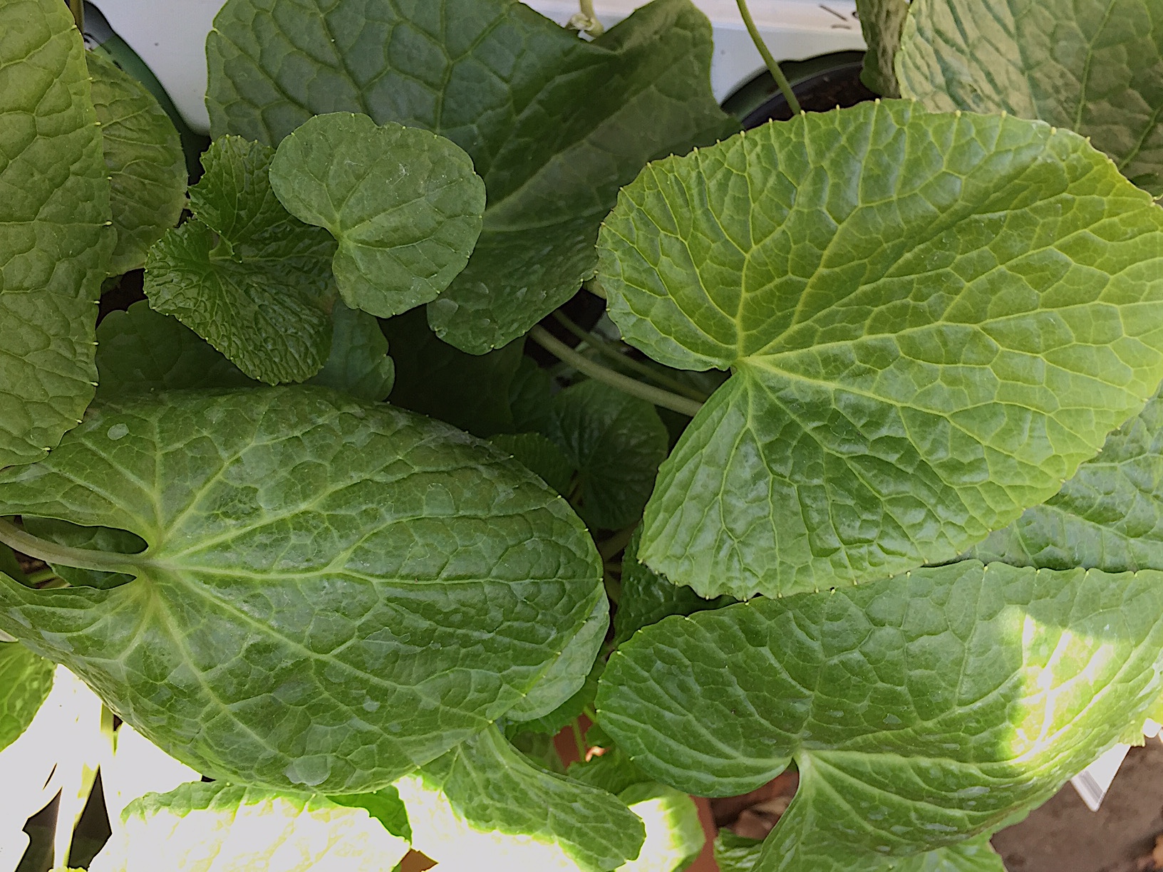 Wasabi japonica (i.12cmT.) | Kräuter | Duft- und Wandelgärtnerei Schoebel