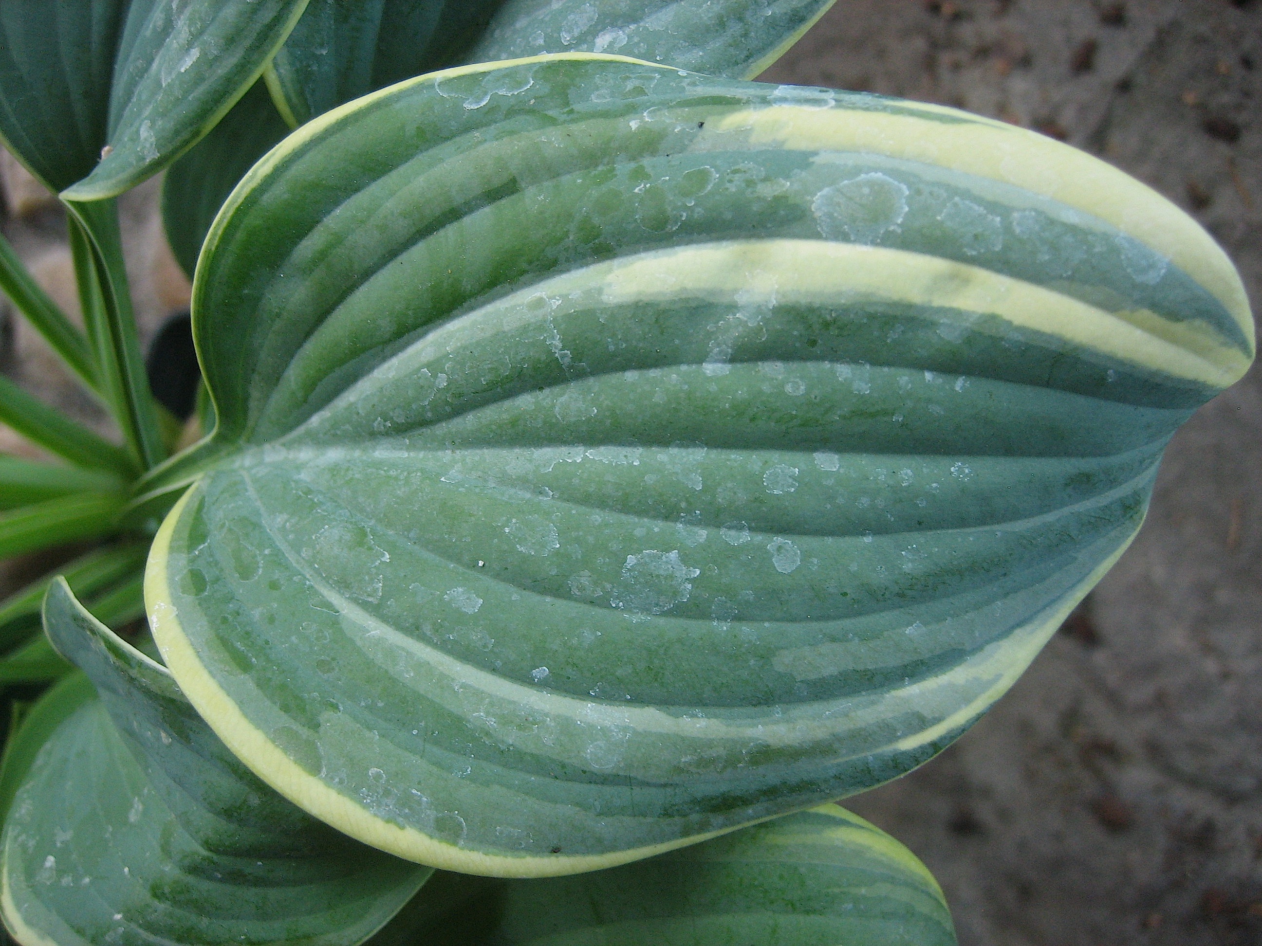 Hosta "Blue Flame" (i.11cmT.) Funkie - Duft | Hosta, Funkie | Stauden ...